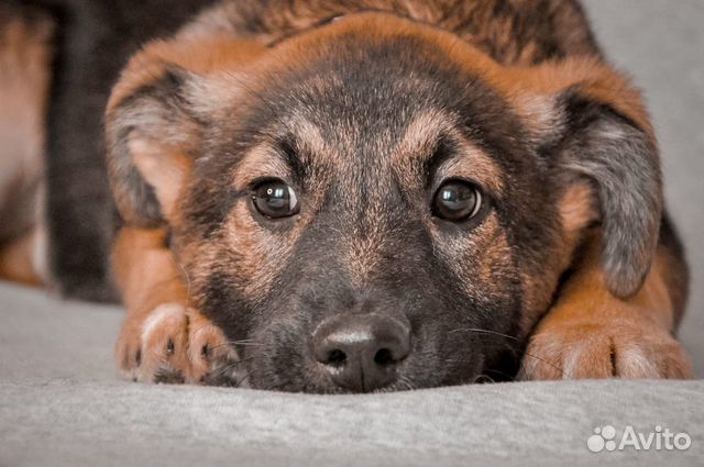 Глаша щенок в добрые руки