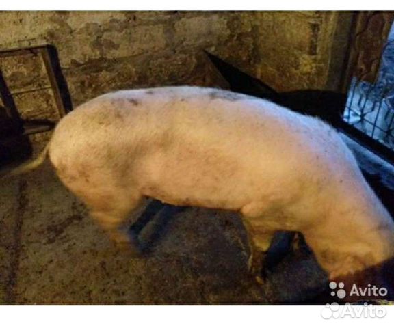 Продаются свиньи на мясо