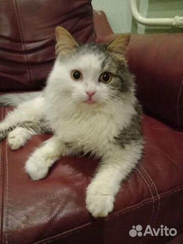 Молодой котик