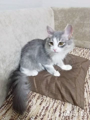 Пацан Джессик ищет дом