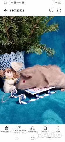 Морская свинка девочка С клеткой