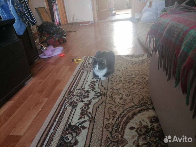 Кошечка матильда