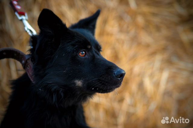 Собака (кобель) в частный дом для охраны
