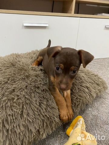 Цверг пинчер