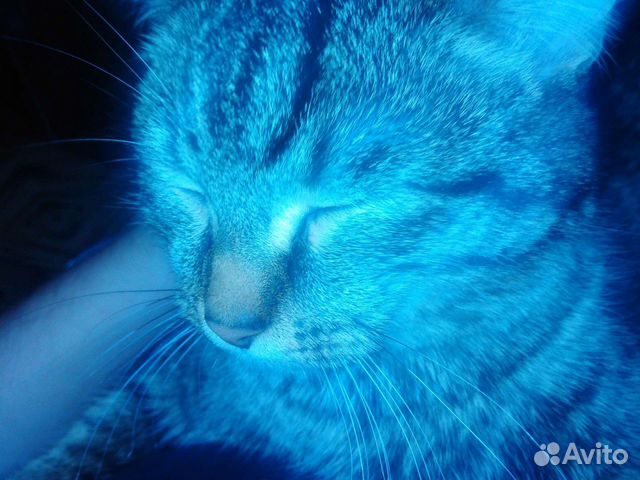 Отдам котика в добрые руки