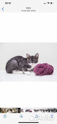 Котик необычного окраса 2 месяца