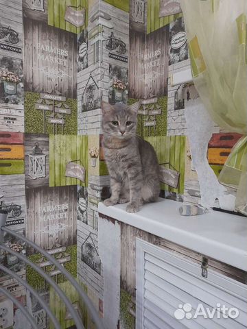 Кот