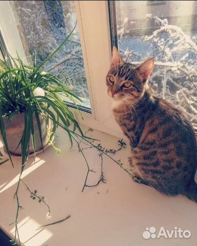 Домашние животные бесплатно