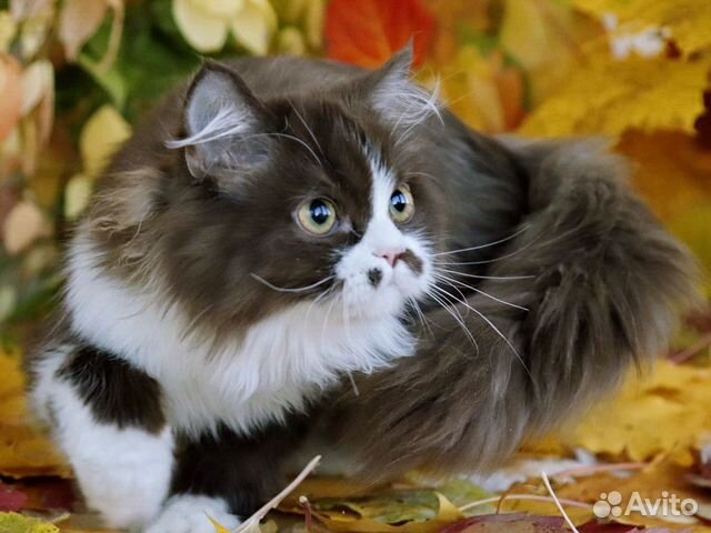 Шоколадный красавчик
