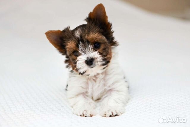 Бивер йорк мини девочка