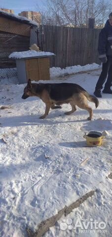 Щенки немецкой овчарки