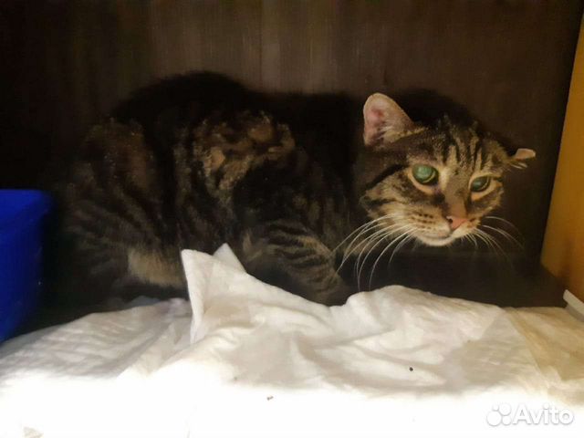 Умерла хозяйка,кошка осталась одна