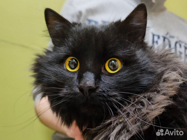 Молодой котик Гриша в добрые руки