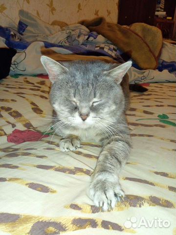 Кот