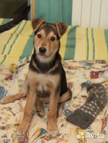 Красавец Моби возрастом 5 месяцев