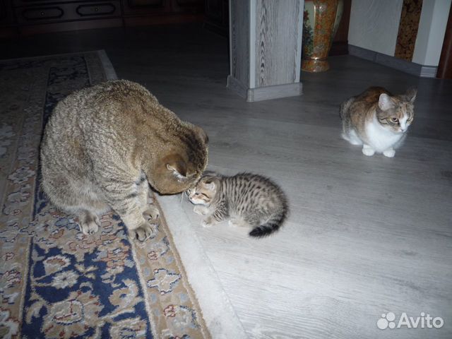 Котята в добрые руки