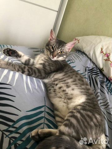 Кот 5,5 месяца