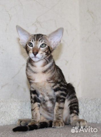 Ориентальный прекрасный