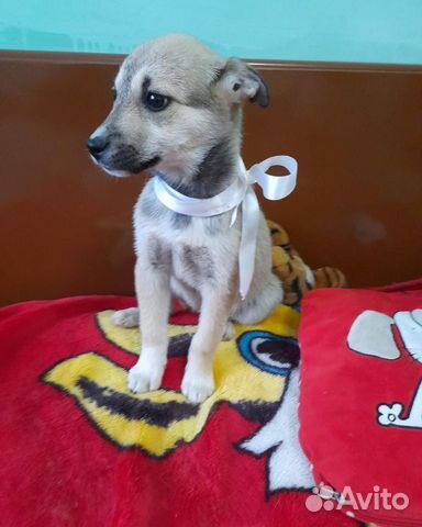 Щенок в добрые руки