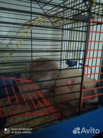 Крыса дамбо с клеткой