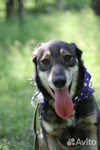 Чудесный пёс ищет дом