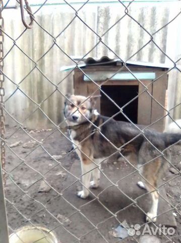 Добрые руки