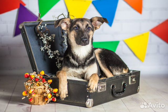 Малышка Добби ищет дом