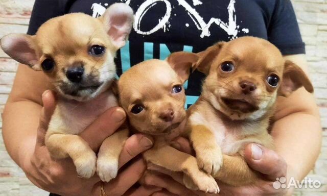 Щенки чихуашки