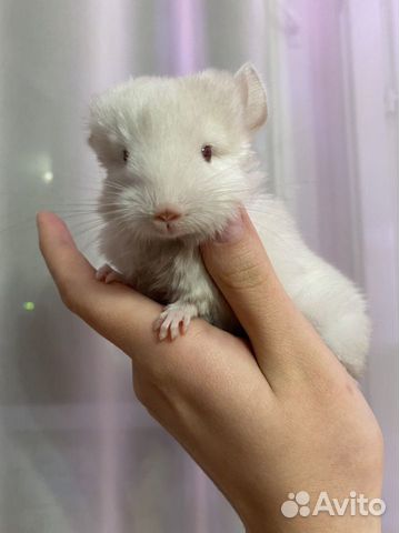 Шиншиллята