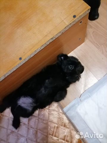 Щенки Йорка