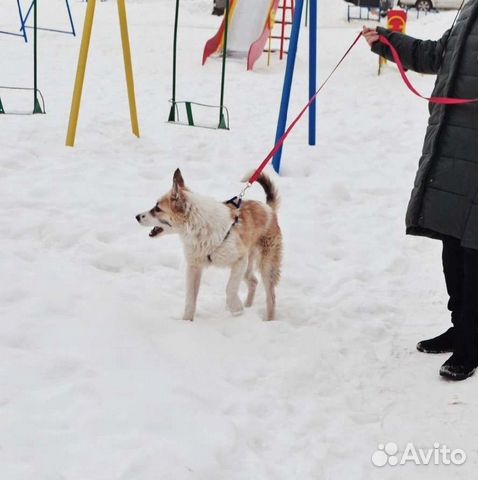 Ладушка