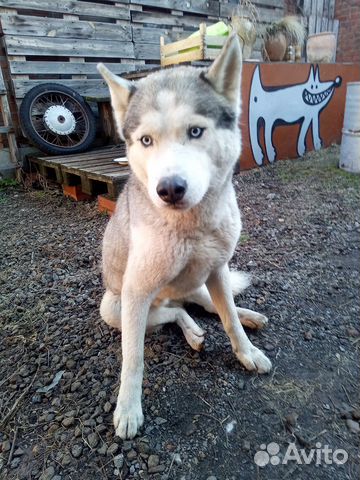 Хаски в добрые руки