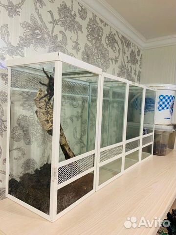 Паук птицеед