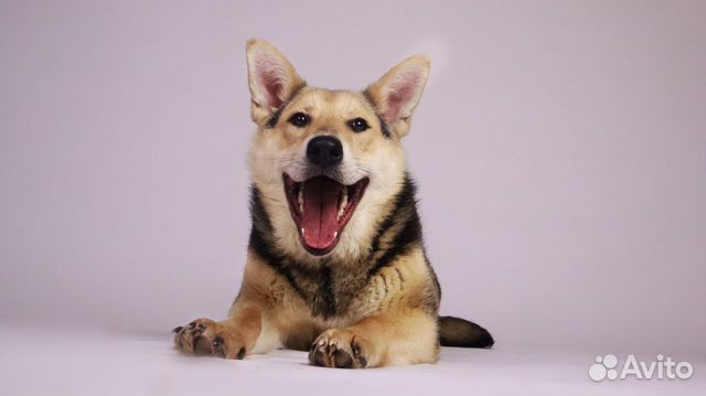 Собака Фил ищет дом