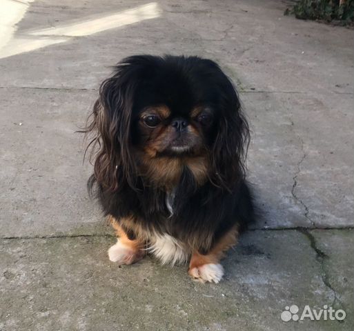 Мини - Пекинес ищет подругу