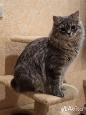 Британский кот на вязку