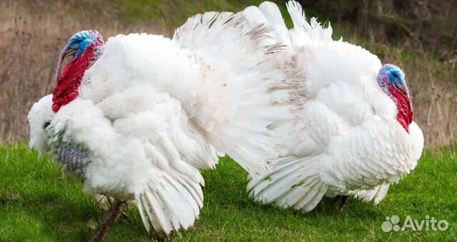 Индюшата биг 6