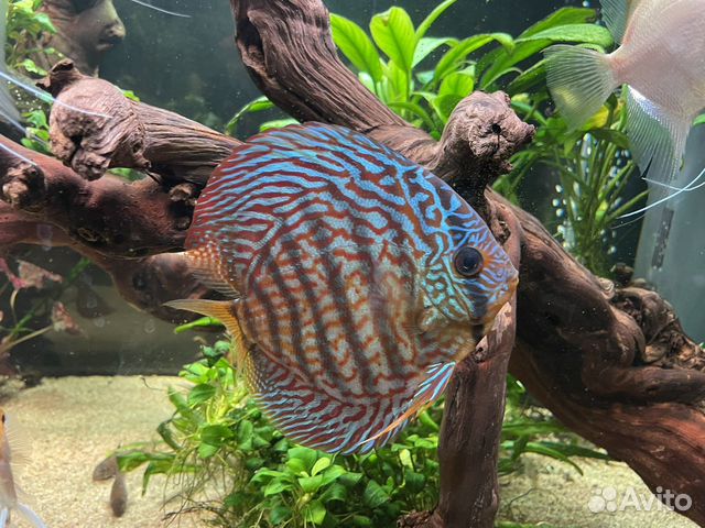 Дискусы 11-12 см