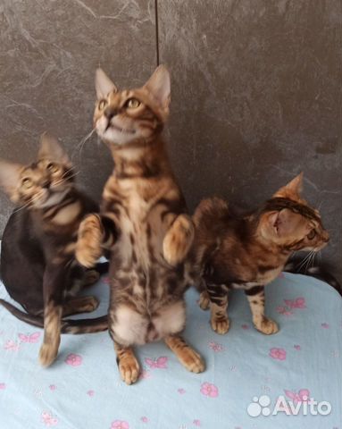 Симпатичные мальчишки бенгальской породы
