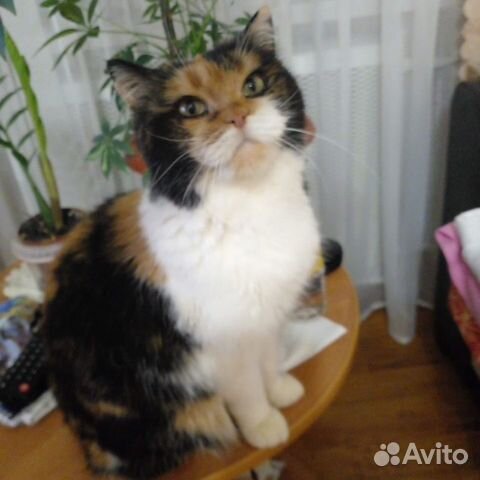 Кошка Матрешка