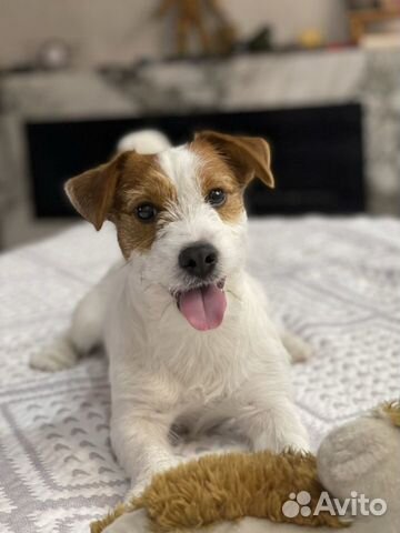 Джек рассел вязка