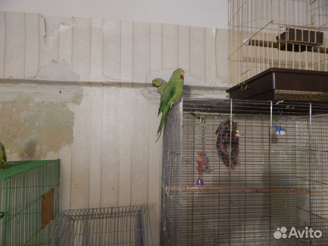 Птенцы ожерелового попугая Бронь