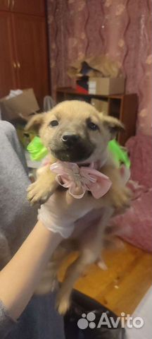 Махонький щенок