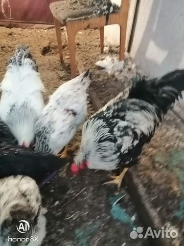 Петухи 6 мес куры 5 мес