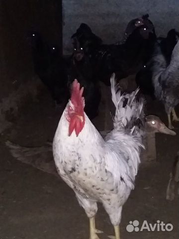 Продам петухов
