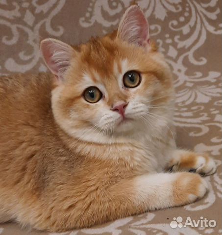 Male&female BRI ny 12