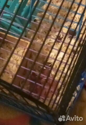 Продаю хомячат