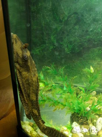 Рыба (птеригоплихт-сом)