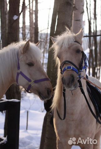 Лошади - помощники