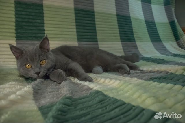 Домашние котики: девочка(стерилизована) и мальчик